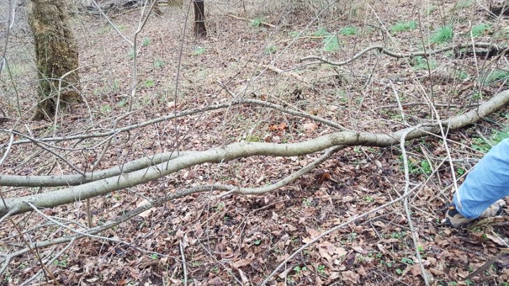 How to treat tree branches for indoor use & decor!