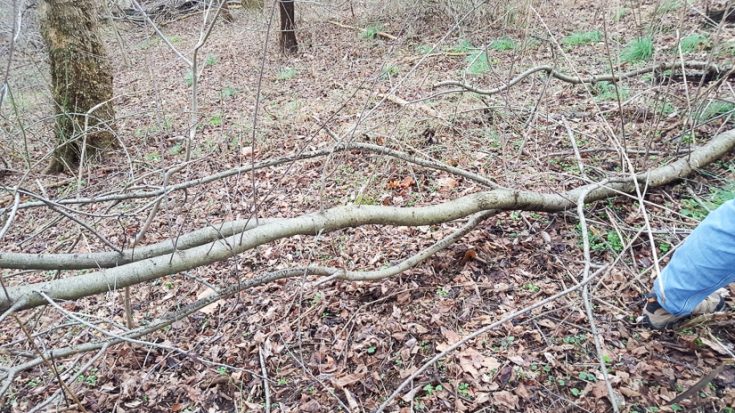 How to treat tree branches for indoor use & decor!