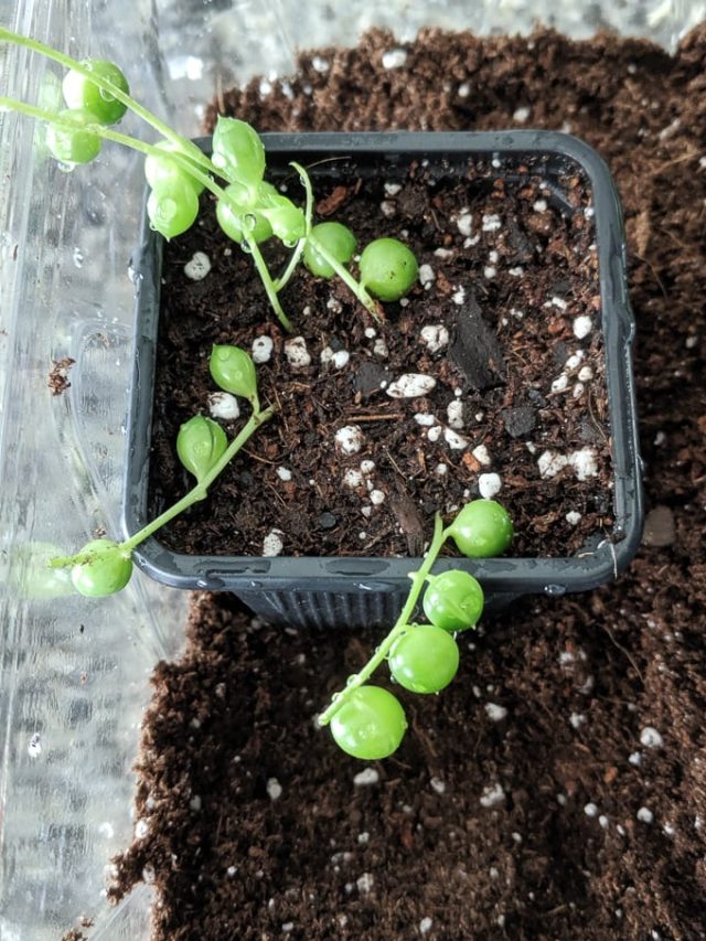 8 of the best plants to propagate and how to do it!