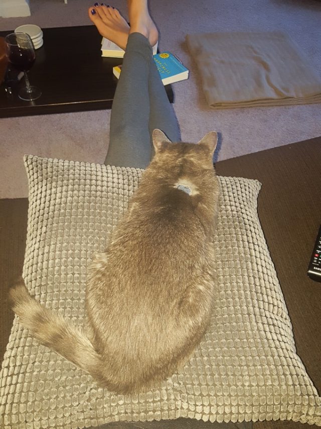 Feline Stomatitis Treatment: Our Experience With Severe Feline Stomatitis