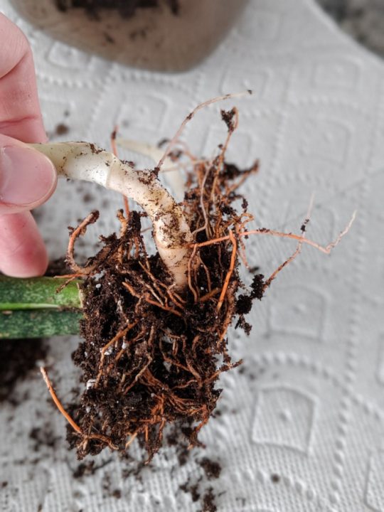 How to propagate snake plants...5 methods I've tested myself!