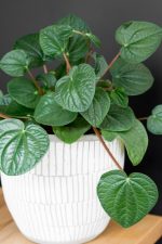 Learn all about peperomia care and see all of my different plants!