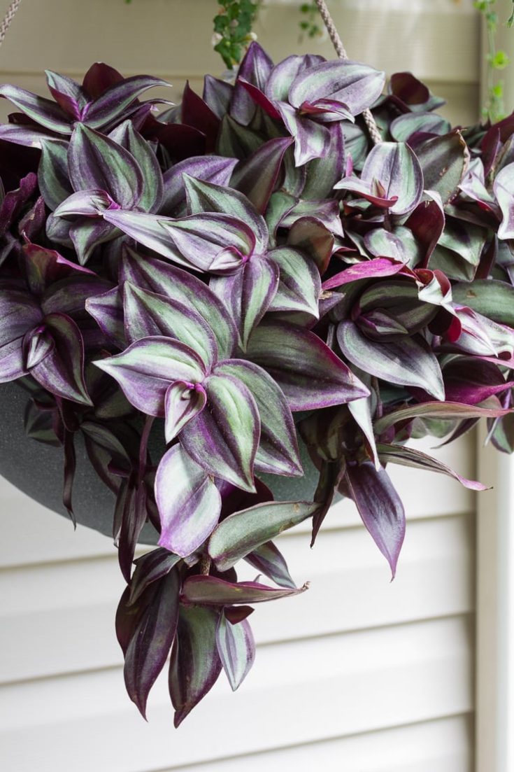 How to Care for a Wandering Tradescantia Zebrina Plant