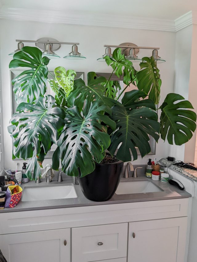Monstera deliciosa care & how I grew my huge plant indoors!
