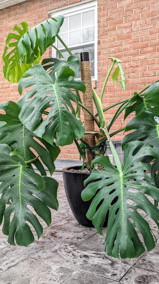 Monstera deliciosa care & how I grew my huge plant indoors!