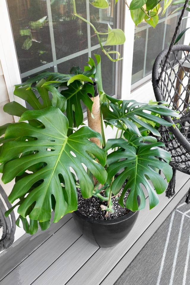 Monstera deliciosa care & how I grew my huge plant indoors!