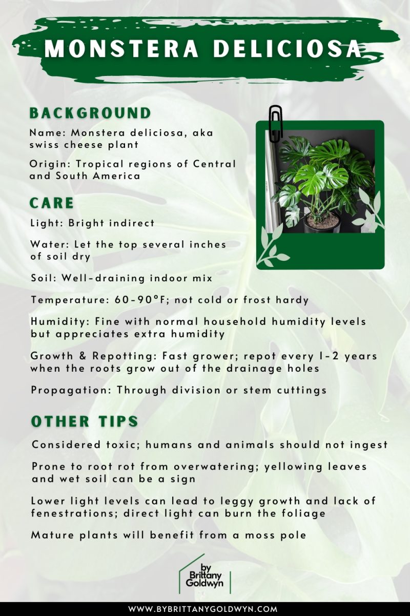 Monstera deliciosa care & how I grew my huge plant indoors!