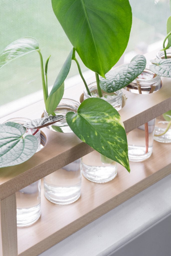 My DIY plant propagation station made of out glass jars & wood!