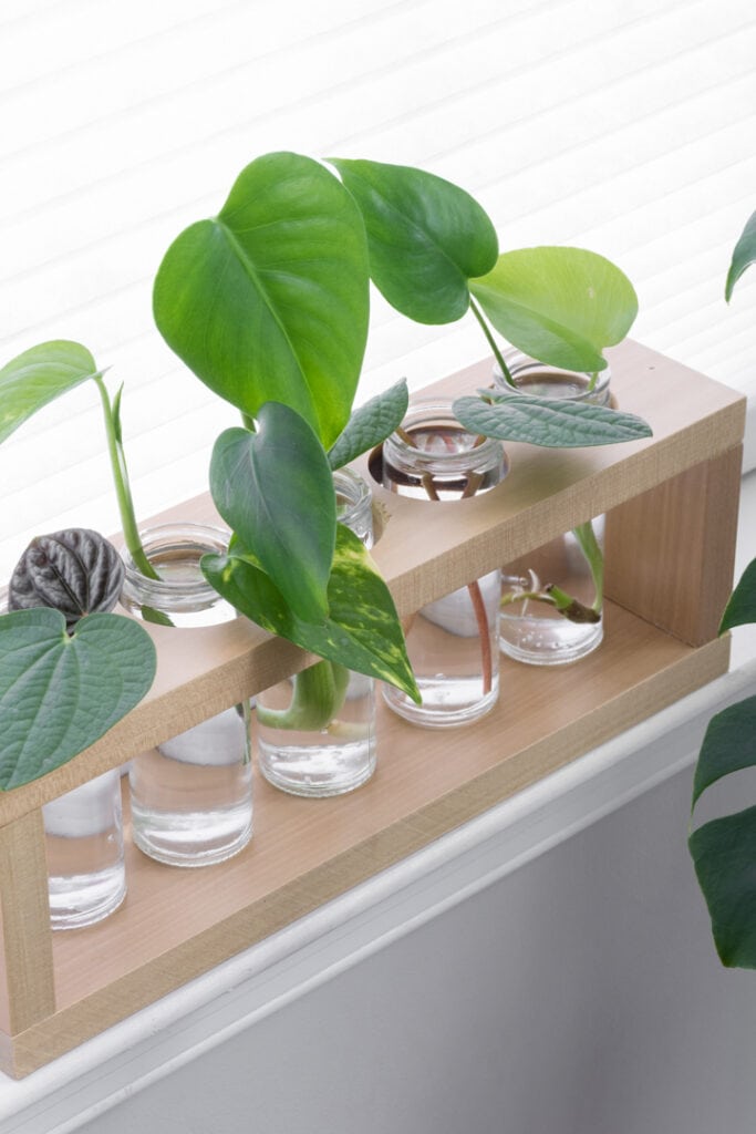 My DIY plant propagation station made of out glass jars & wood!