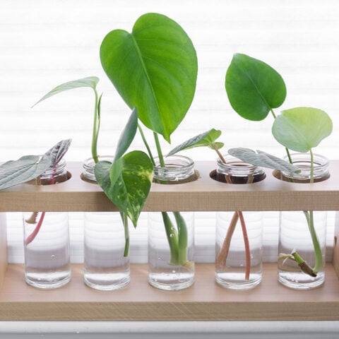 DIY Rolling Plant Caddy: How to Build an Easy Rolling Plant Stand