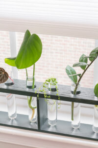 How to make a gorgeous test tube propagation station!