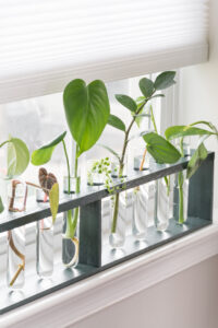 How to make a gorgeous test tube propagation station!