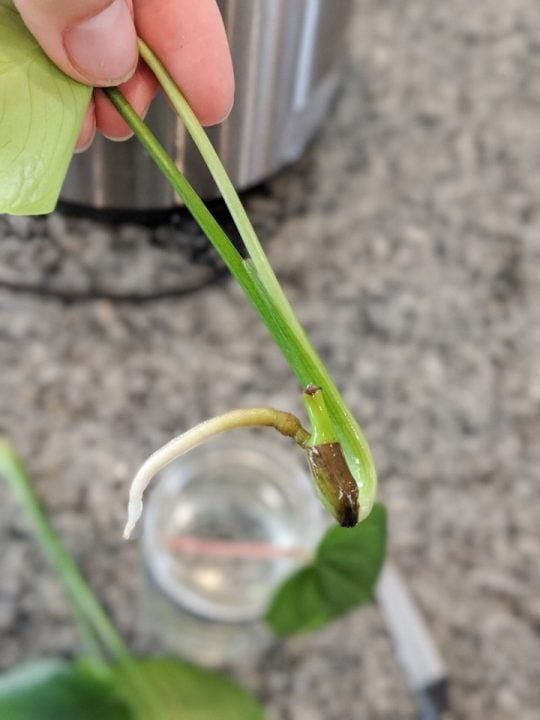 6 ways to propagate monstera deliciosa from a cutting!