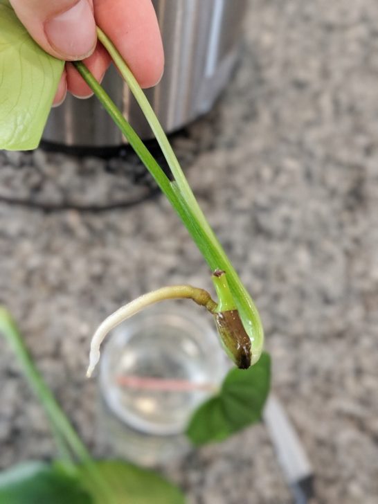 6 ways to propagate monstera deliciosa from a cutting!