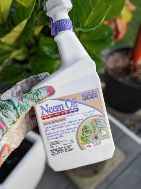 Learn how to debug plants to bring indoors for the winter!