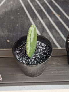 Learn how to debug plants to bring indoors for the winter!