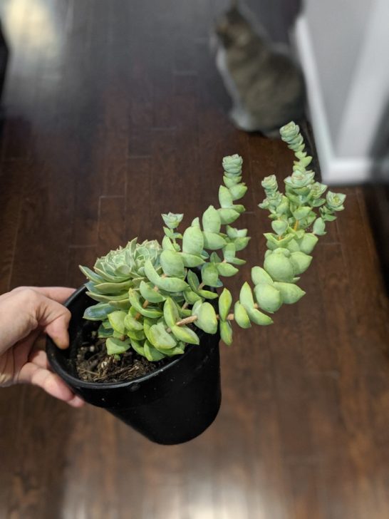 Learn how to debug plants to bring indoors for the winter!