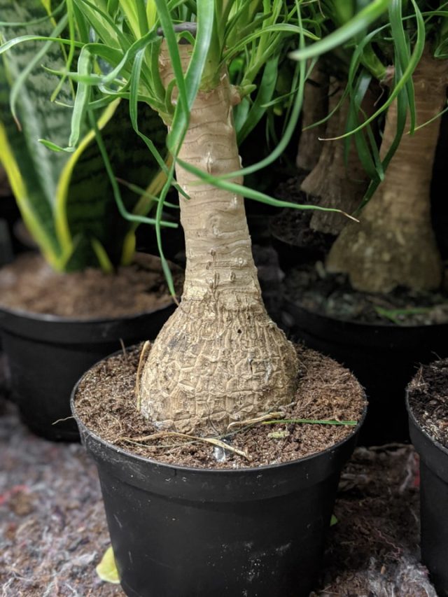How to care for the unique, easy, and gorgeous ponytail palm!