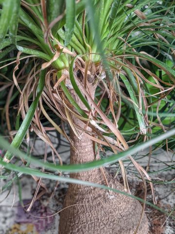 How to care for the unique, easy, and gorgeous ponytail palm!