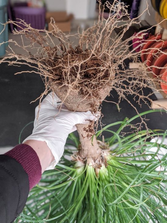 How to care for the unique, easy, and gorgeous ponytail palm!