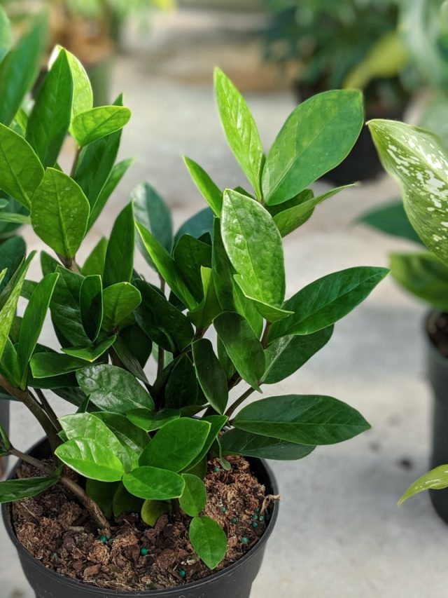 How to care for the stunning, unbelievably hardy raven ZZ plant