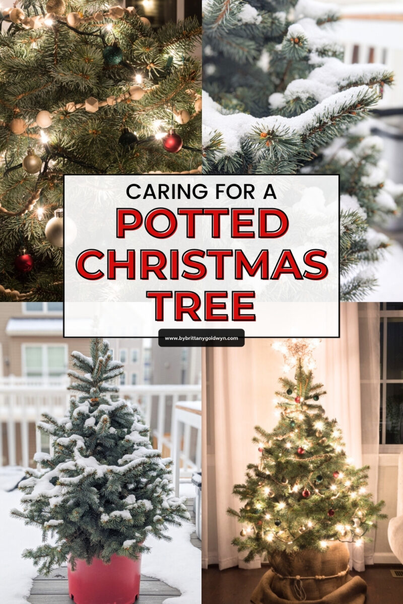 How to Take Care of a Potted Christmas Tree the Right Way