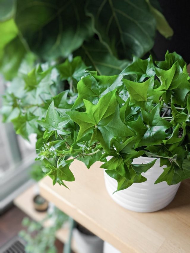 Learn all about growing & caring for German ivy in containers!
