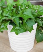 Learn all about growing & caring for German ivy in containers!