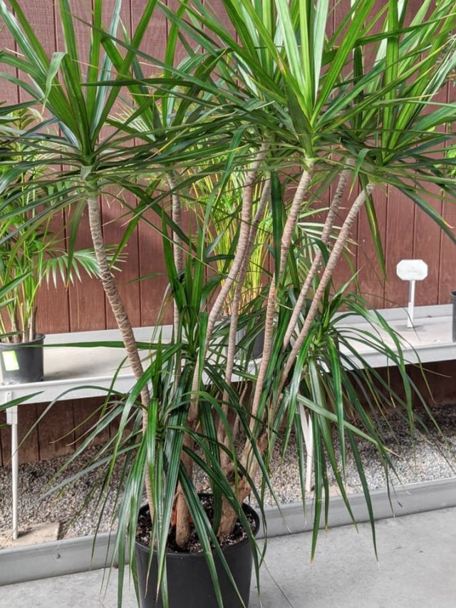 Learn all about growing the gorgeous Dracaena as a houseplant!