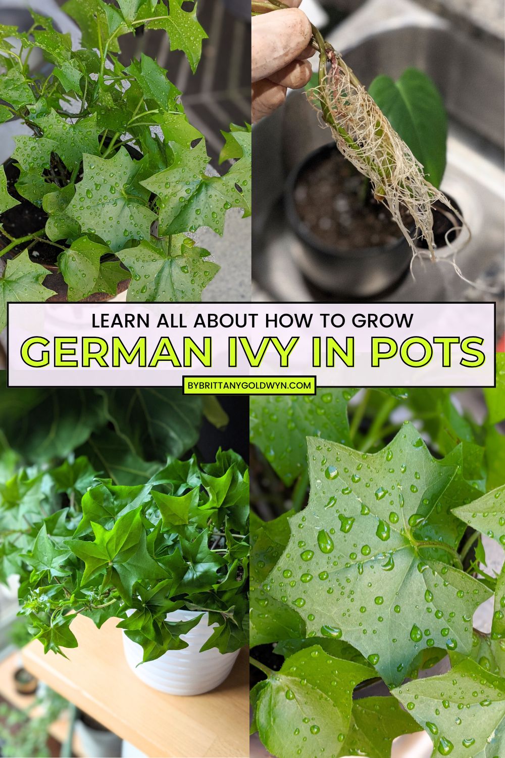 Learn all about growing & caring for German ivy in containers!