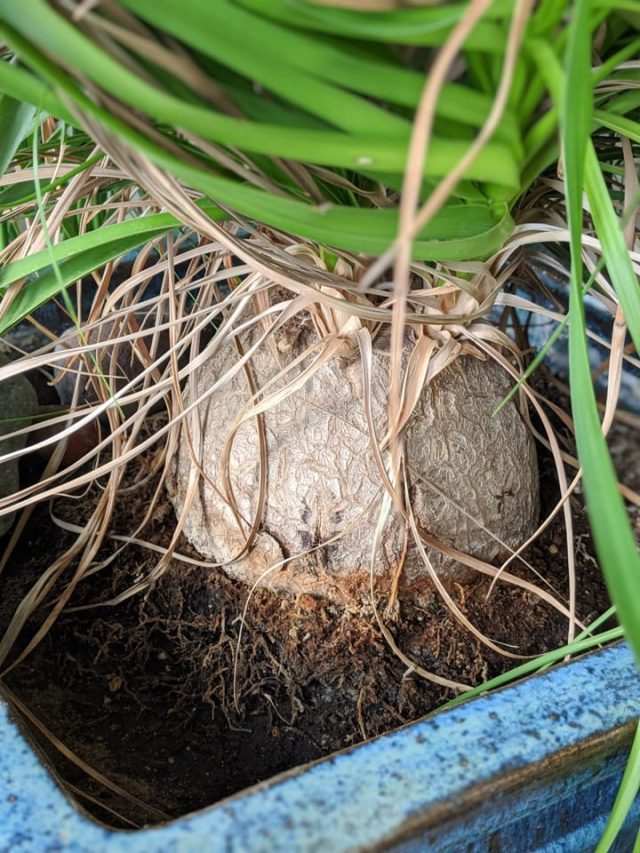 How to care for the unique, easy, and gorgeous ponytail palm!
