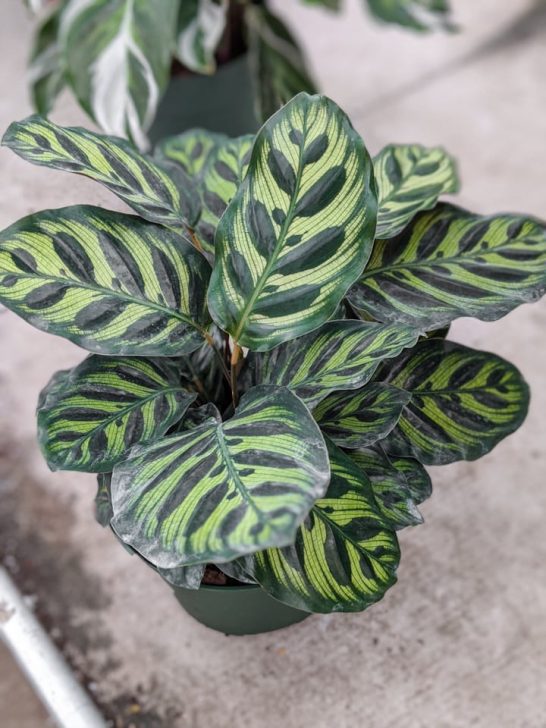 All about calathea plants & caring for different common varieties!