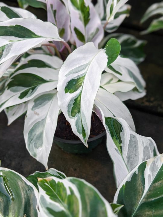 All about calathea plants & caring for different common varieties!
