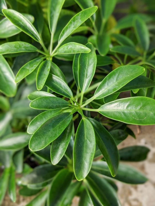 Learn all about caring for umbrella plants as houseplants!