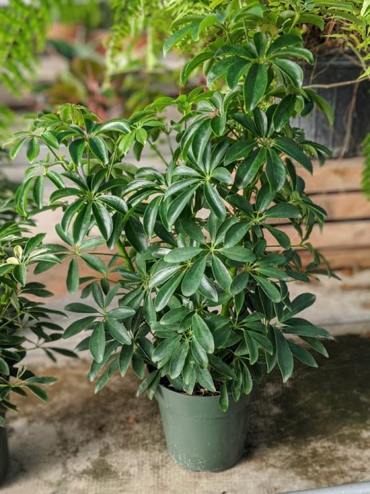 Learn all about caring for umbrella plants as houseplants!