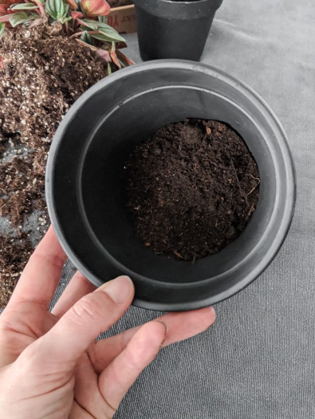 How to pot indoor plants, plus how to fix a root bound plant!