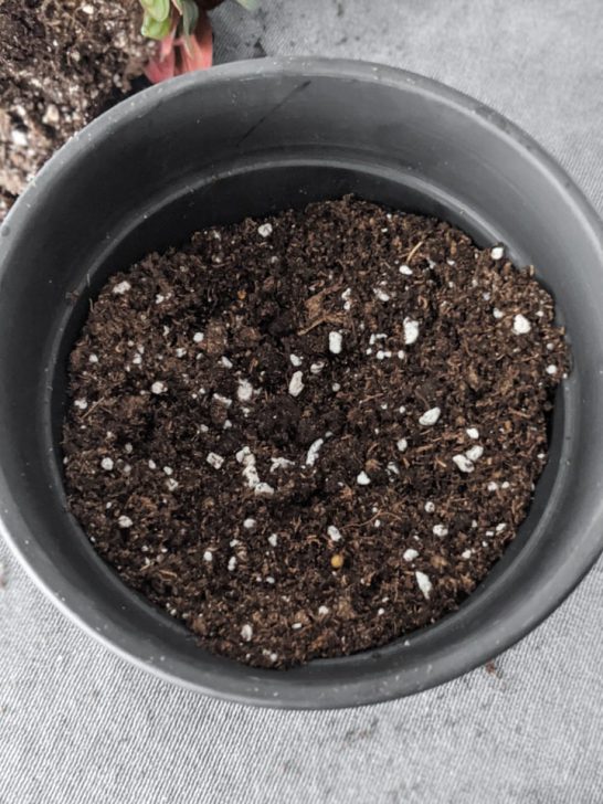 How to pot indoor plants, plus how to fix a root bound plant!