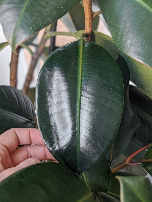 How to clean dusty houseplant leaves using a DIY leaf shine!