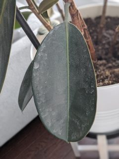 How to clean dusty houseplant leaves using a DIY leaf shine!