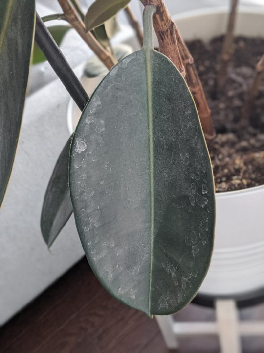 How to clean dusty houseplant leaves using a DIY leaf shine!