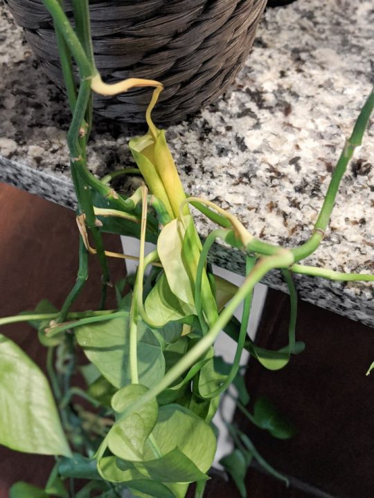 Epipremnum aureum & how to care for the classic pothos plant!