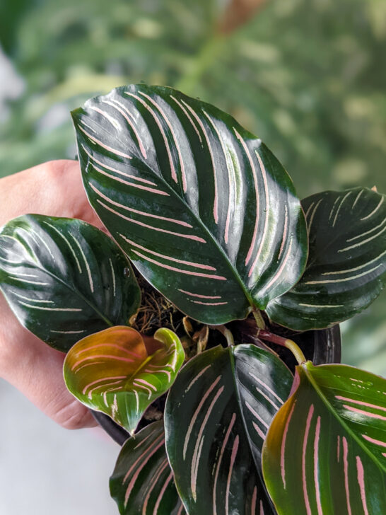 All about calathea plants & caring for different common varieties!