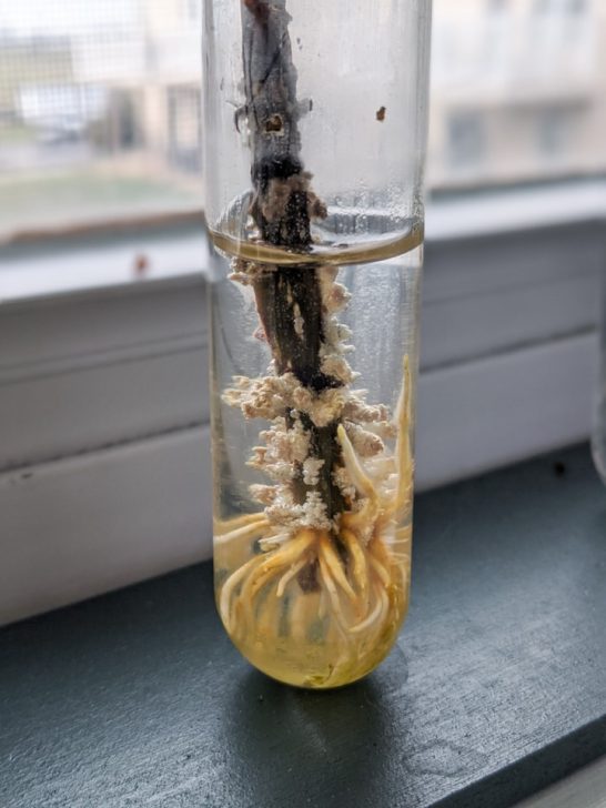 Here's how to successfully propagate a fiddle leaf fig cutting!