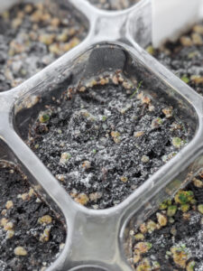 How to Grow Succulents From Seeds: Learn How to do it at Home!