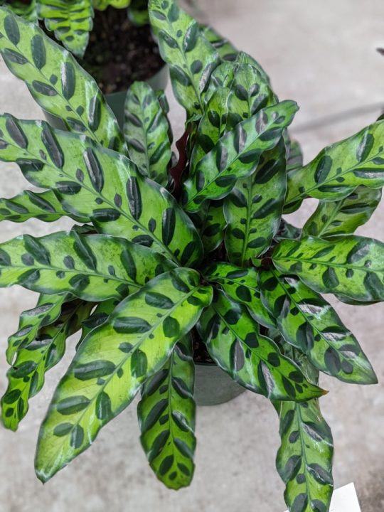 All about calathea plants & caring for different common varieties!