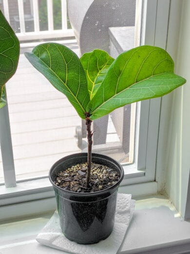 Fiddle Leaf Fig Propagation: Everything You Need to Know!
