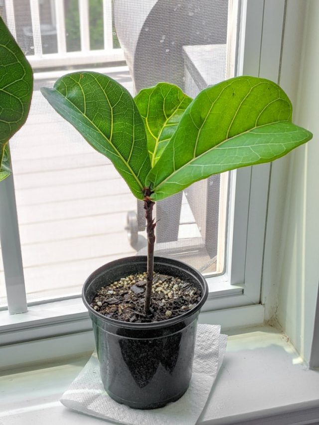 Here's how to successfully propagate a fiddle leaf fig cutting!