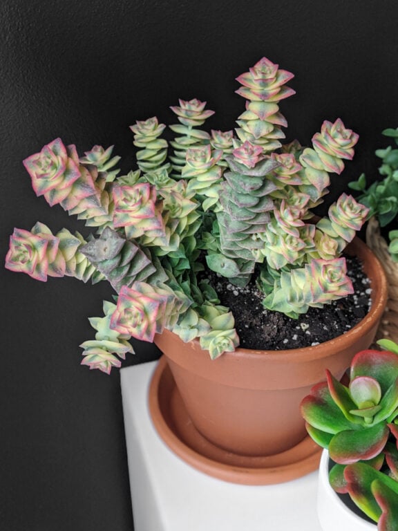 Succulent Stretching: How to Prune Leggy Succulents