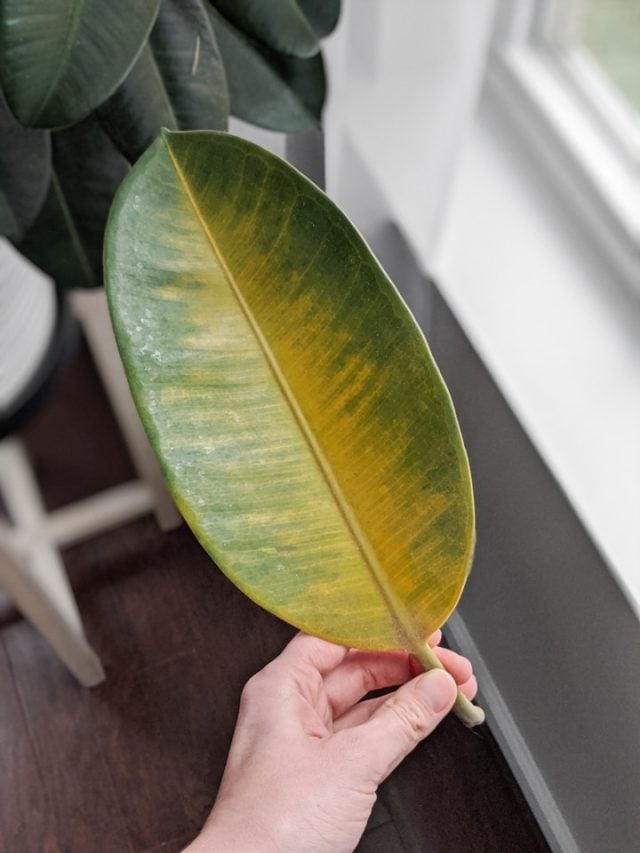 How to care for the glossy, gorgeous rubber plant, aka ficus elastica