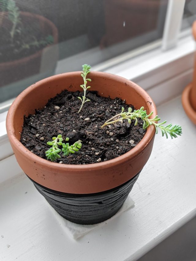 Succulent Stretching: How to Prune Leggy Succulents